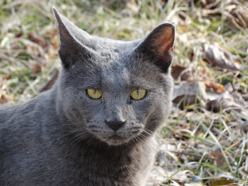 Gorgeous Grey Cat with Yellow Eyes Closeup Stock Photo - Image of eyes ...