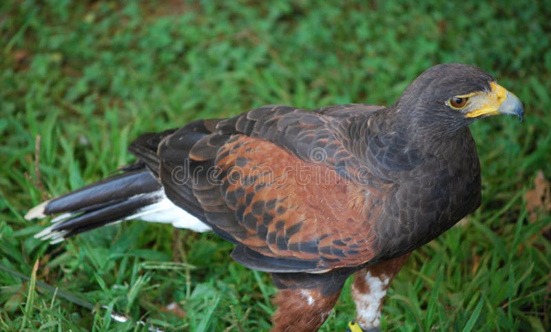 Gorgeous Hawk Standing in a Field with Green Grass Stock Photo - Image ...