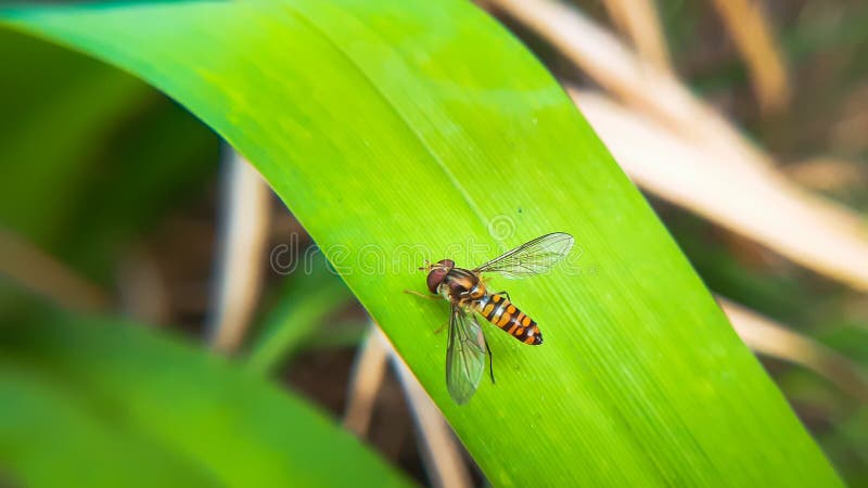 Gorgeous Hover Fly and Green Leaf Stock Photo - Image of fauna ...