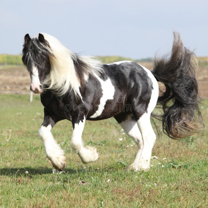 Gorgeous Irish Cob with Long Mane Jumping Stock Image - Image of long ...