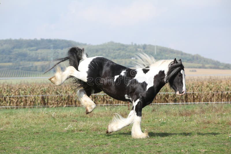 Gorgeous Irish Cob with Long Mane Jumping Stock Photo - Image of ...