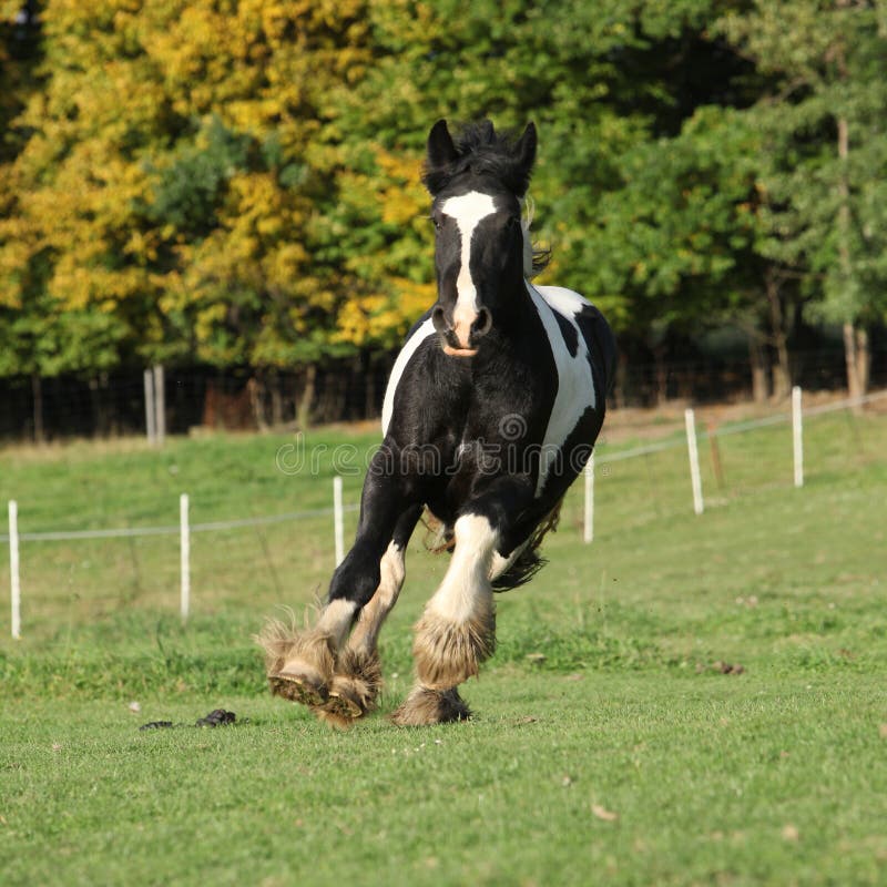 Gorgeous Irish Cob with Long Mane Jumping Stock Photo - Image of ...
