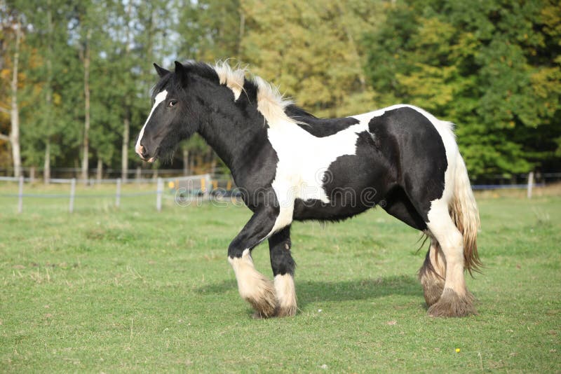 Gorgeous Irish Cob Running on Pasturage Stock Photo - Image of moving ...