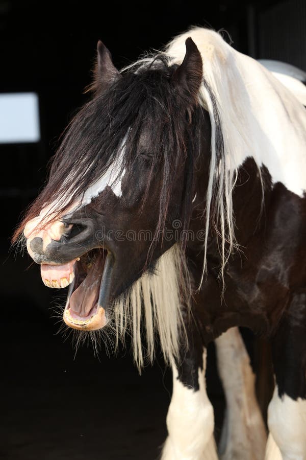 343 Background Black Cob Horse Photos - Free & Royalty-Free Stock ...