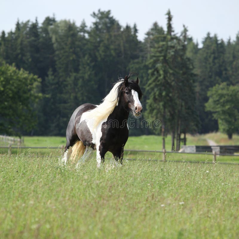 Gorgeous Irish Cob with Long Mane Jumping Stock Image - Image of long ...