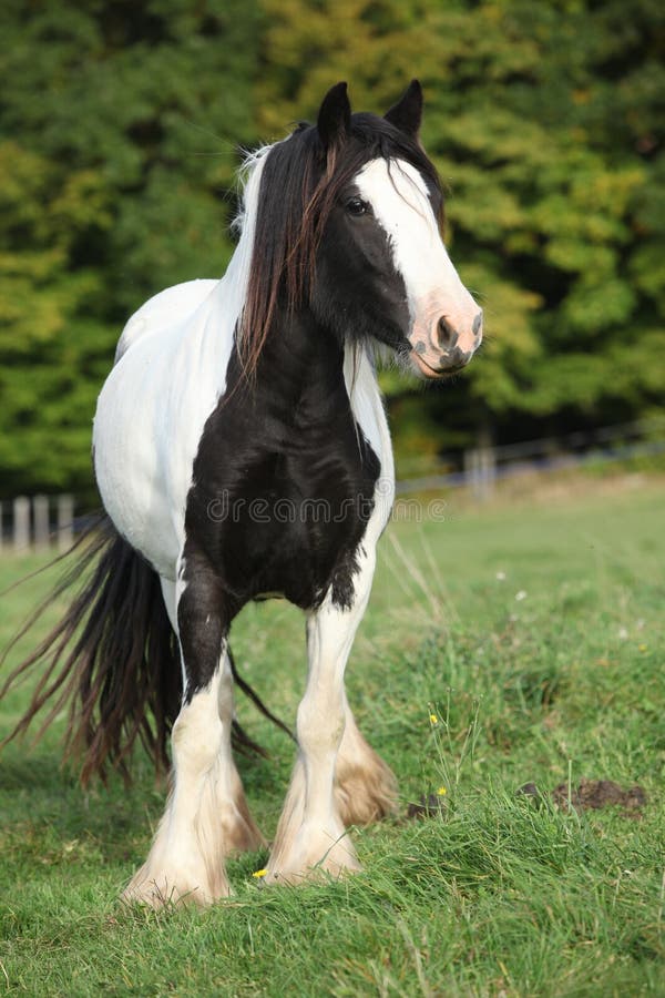 Gorgeous Irish Cob with Long Mane Jumping Stock Image - Image of horse ...