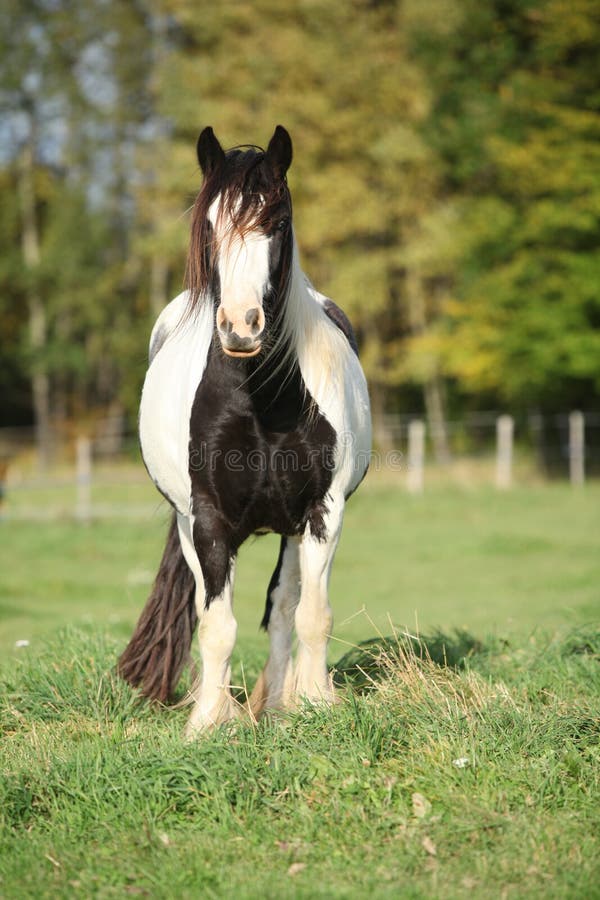Gorgeous Irish Cob with Long Mane Jumping Stock Image - Image of horse ...