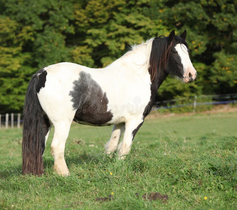 Gorgeous Irish Cob with Long Mane Jumping Stock Image - Image of irish ...