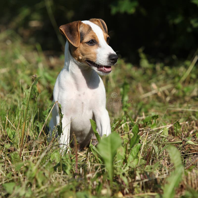 Gorgeous Jack Russell Terrier Sitting in the Garden Stock Image - Image ...