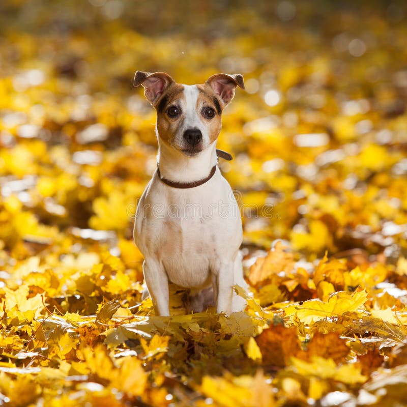 Gorgeous Jack Russell Terrier Sitting in Yellow Leaves Stock Image ...