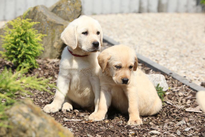 Gorgeous Labrador Retriever Puppies Sitting Stock Image - Image of ...