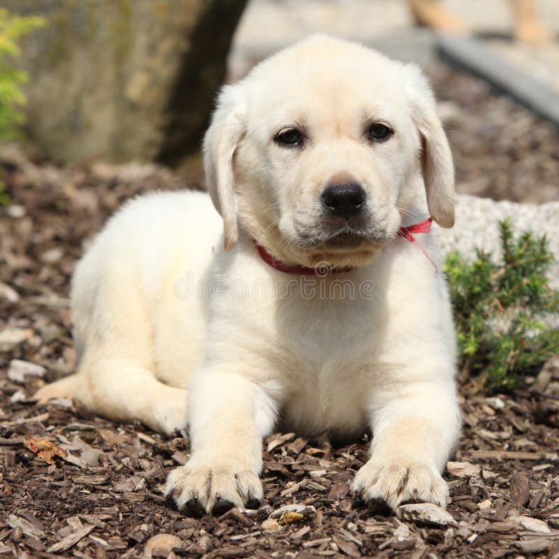 Gorgeous Labrador Retriever Puppy Looking at You Stock Image - Image of ...