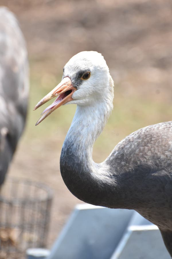 Gorgeous Large Hooded Crane and Long Beak Stock Photo - Image of large ...