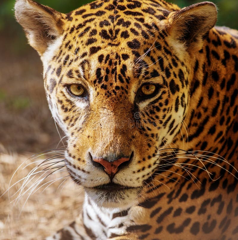 Gorgeous leopardess stock image. Image of animal, danger - 32422221