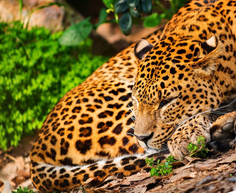 Gorgeous leopardess stock image. Image of sheleopard - 32422205