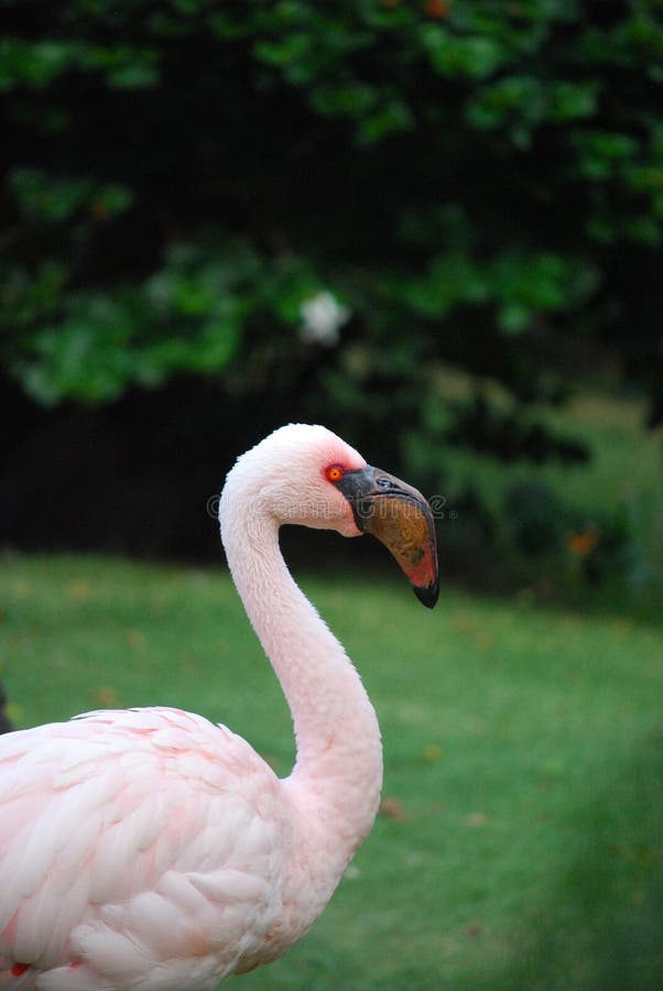 Lesser Flamingo Phoenicopterus Minor, Walvis Bay, Namibia. Stock Photo ...