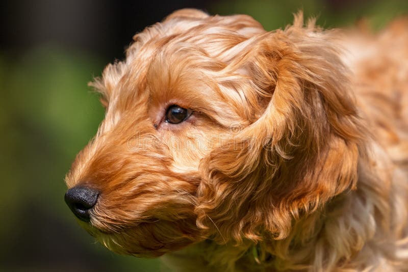 A Gorgeous Light Brown Cockapoo Puppy Stock Image - Image of eyes ...
