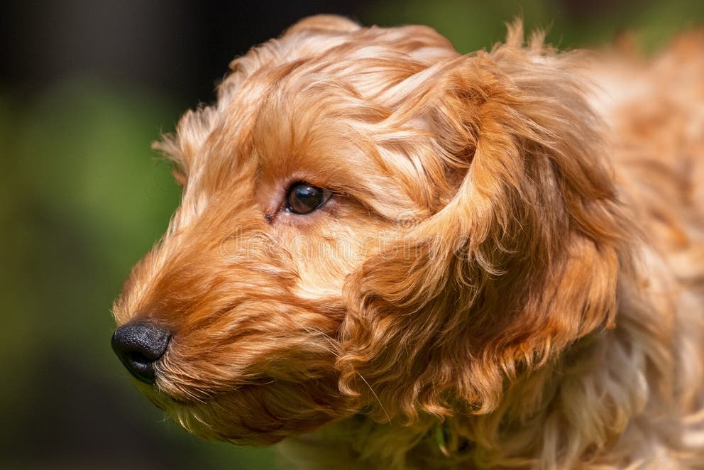 A Gorgeous Light Brown Cockapoo Puppy Stock Image - Image of eyes ...