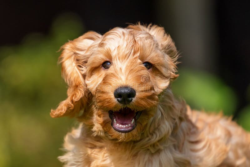 A Gorgeous Light Brown Cockapoo Puppy Smiles at the Camera Stock Photo ...
