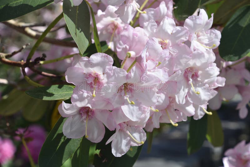Gorgeous Light Pink Flowering Rhododendron Bush Blooming Stock Photo ...