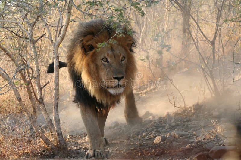 Gorgeous lion stock photo. Image of afrique, flesh, eating - 59484080