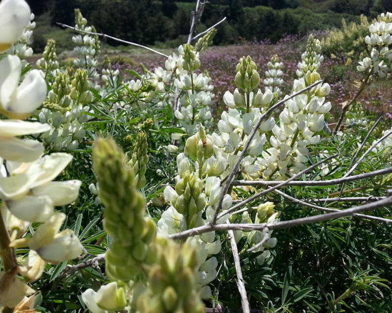 Gorgeous Lupine Flowers stock image. Image of pacificnorthwest - 96281043