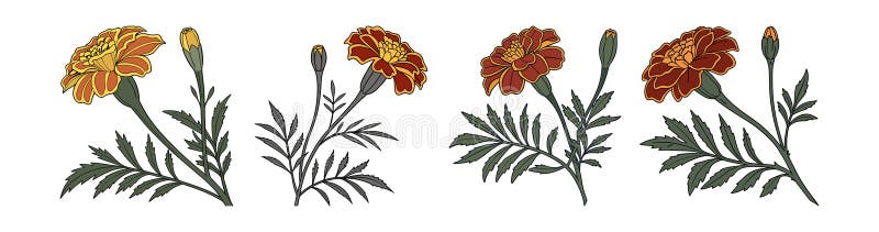Gorgeous Marigold Flower Design for Garden Beautification Stock Vector ...