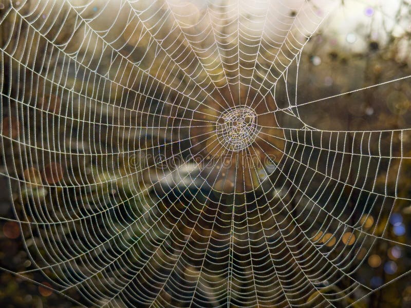 Aesthetic Spider Web with Its Wonderful Architecture and Creative ...