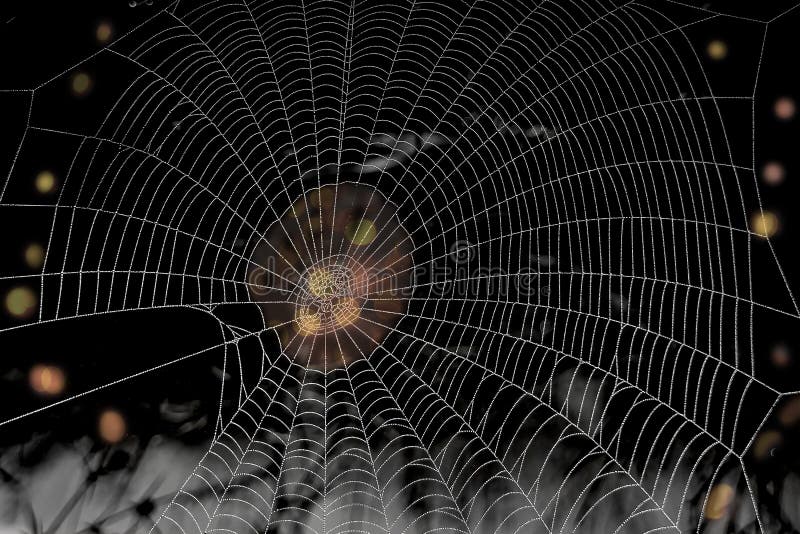 Aesthetic Spider Web with Its Wonderful Architecture and Creative ...