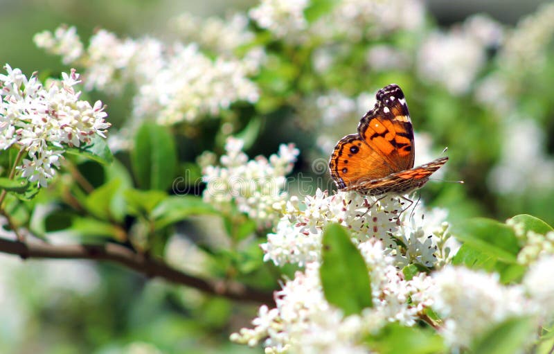 A Gorgeous Monarch Butterfly in Spring Stock Photo - Image of orange ...