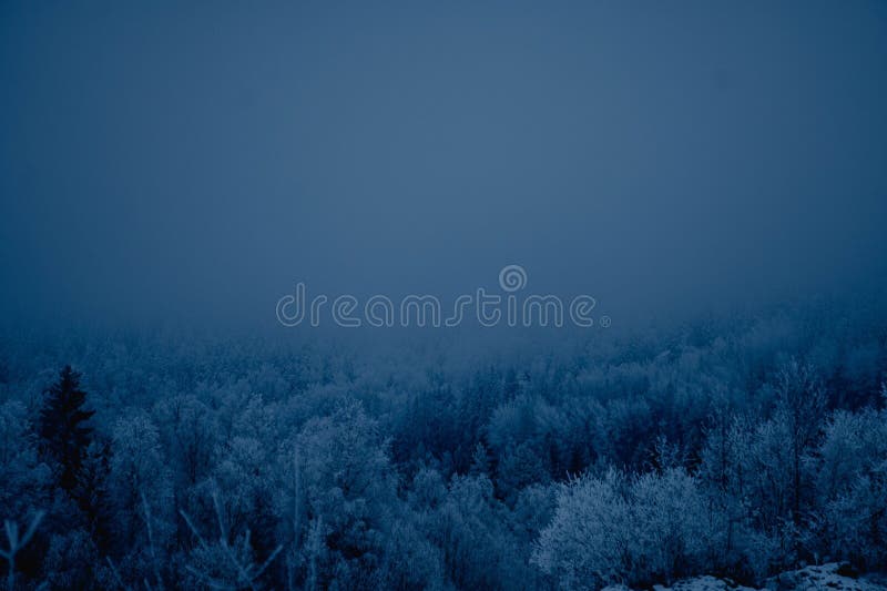 Gorgeous Night View of a Snowy Landscape with Trees Stock Image - Image ...