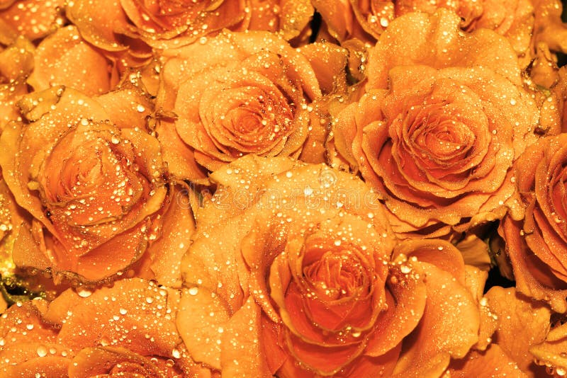 Gorgeous Orange Roses with Water Drops! Stock Photo - Image of fragrant ...
