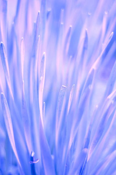 Gorgeous Organic Purple Background Stock Image - Image of leaves ...