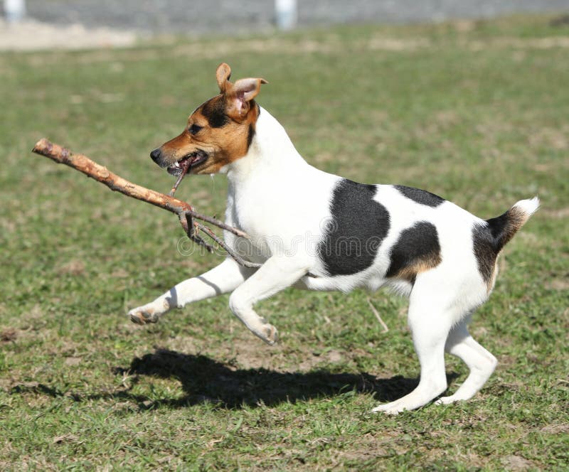 Gorgeous Parson Russell Terrier Running Stock Photo - Image of ...