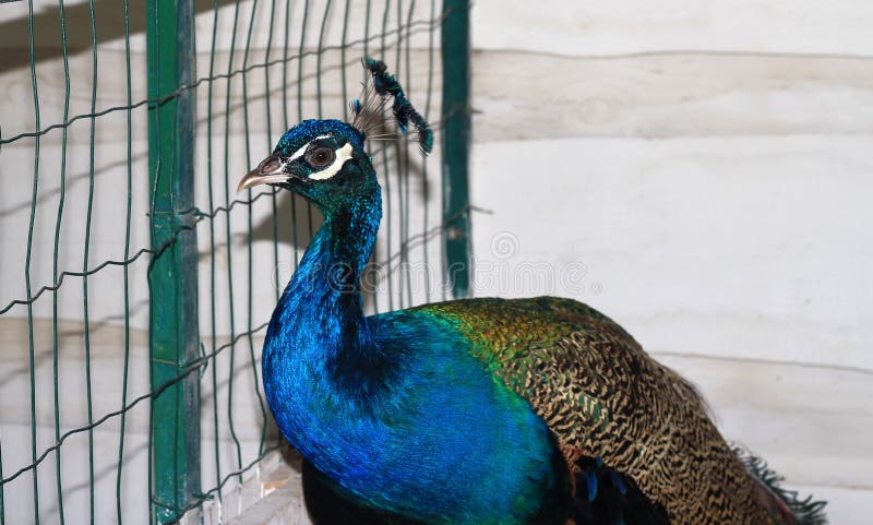 Gorgeous peacock stock image. Image of tail, open, gorgeous - 10505577
