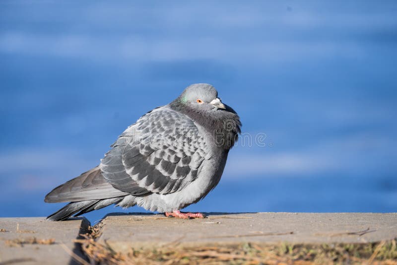 Gorgeous Pigeon Staring At The Camera Stock Photo - Image of animal ...