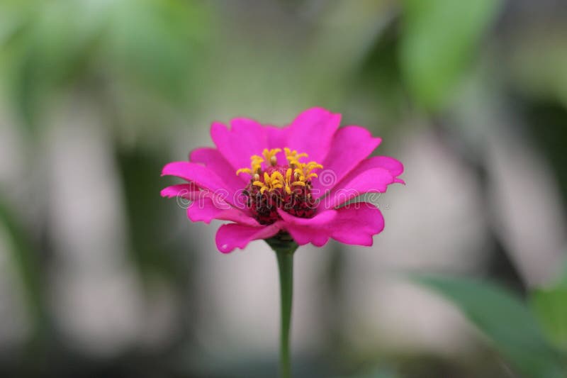 Gorgeous Pink Blooms, Very Lovely Stock Image - Image of flower, lovely ...