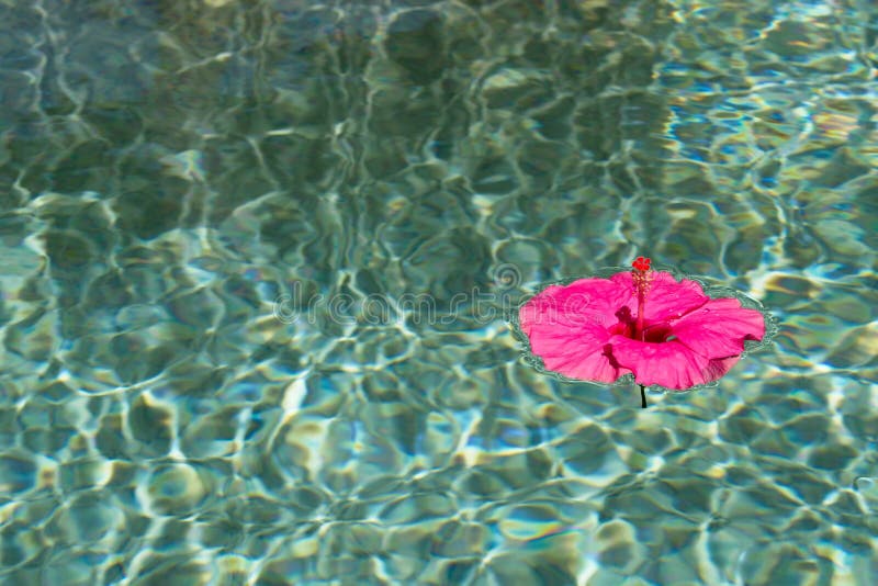 Pink Hibiscus Flower Floating Green Pool Stock Photos - Free & Royalty ...
