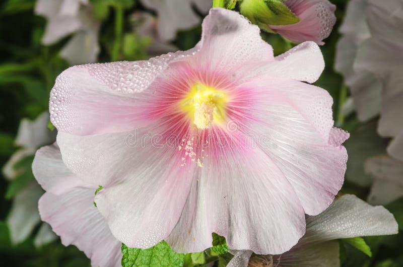 Gorgeous Pink Mallow Flowers with Dewdrops Close-up Stock Photo - Image ...