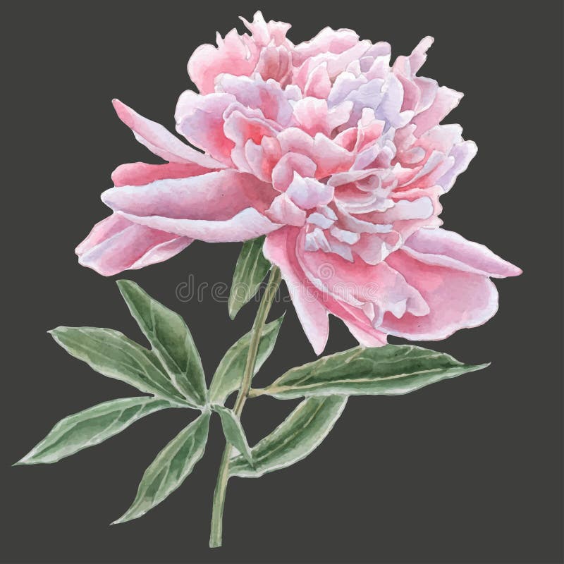 Gorgeous pink peony. stock illustration. Illustration of drawing - 59254001