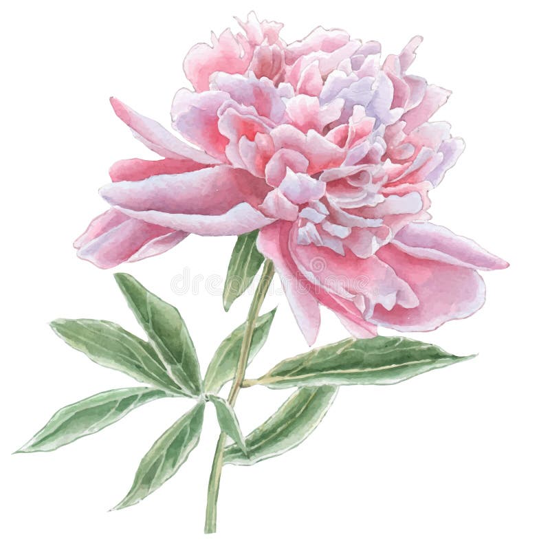 Gorgeous pink peony. stock illustration. Illustration of drawing - 59254001