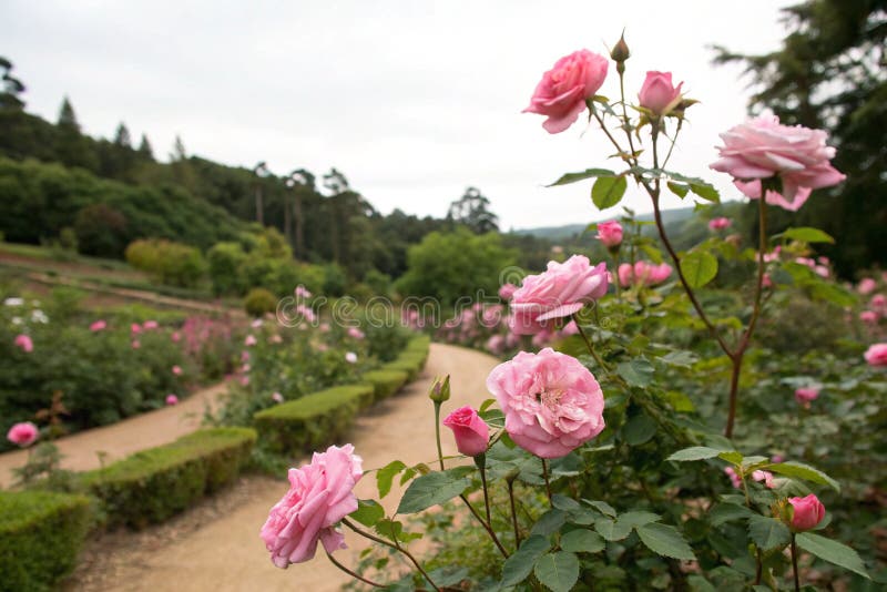 Gorgeous Pink Roses Growing in the Garden Stock Illustration ...