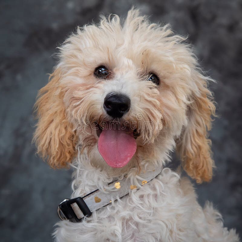 A Smiling into the Camera Poodle Stock Image - Image of attentive ...