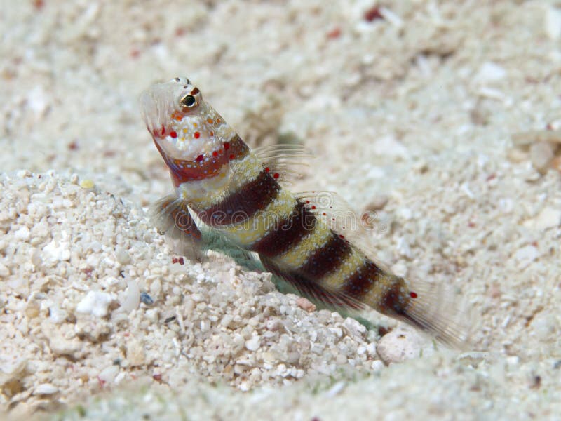 Gorgeous prawn-goby stock photo. Image of ocean, scuba - 35958762