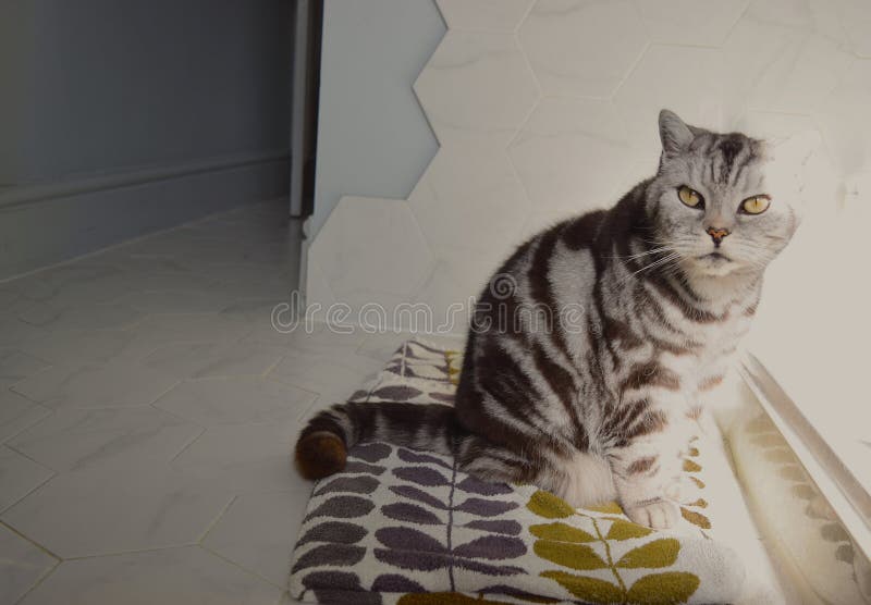 Purebred Cat in Sun Rays at Home. Stock Image - Image of breed, pink ...