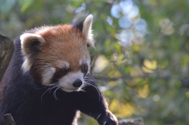 Gorgeous Red Bear-Cat stock image. Image of cute, animal - 78201725