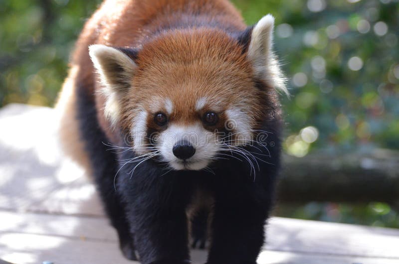 Gorgeous Red Panda Bear with Long Whiskers Stock Image - Image of wild ...