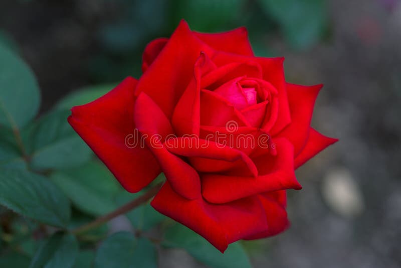 Gorgeous red rose stock photo. Image of botany, aroma - 185057134