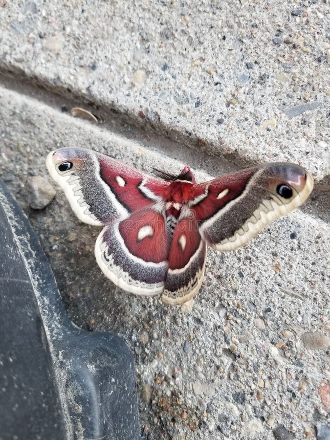 Gorgeous Red White and Grey Moth Stock Photo - Image of moth, white ...