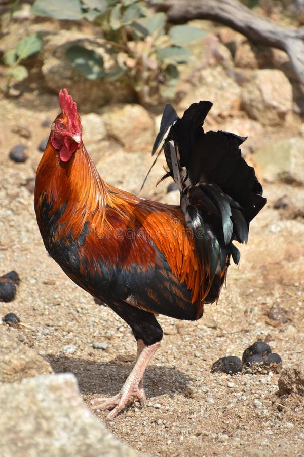 Gorgeous Rooster with a Red Comb and Silk Feathers Stock Photo - Image ...